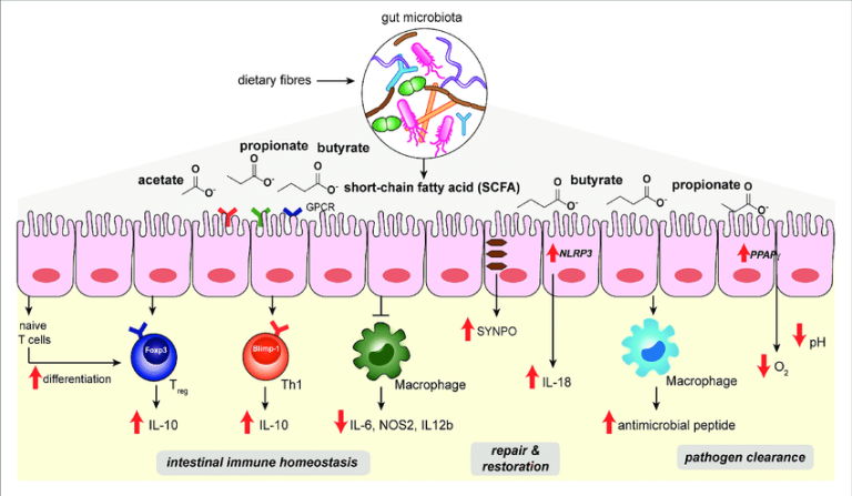 Formulating Gut-Healthy Carbonated Drinks - Icon Foods